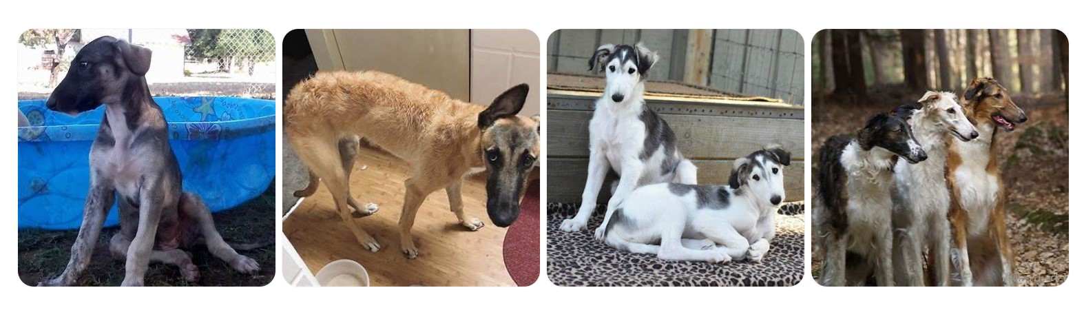 Irish Wolfhound Crossbreeds Information