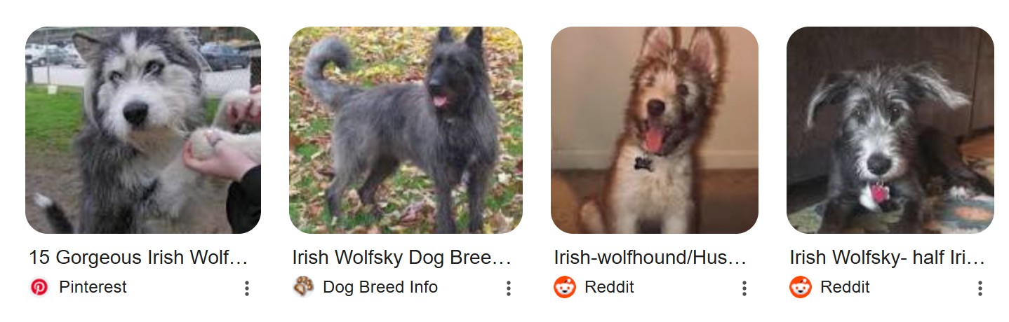 Irish Wolfhound Crossbreeds Information